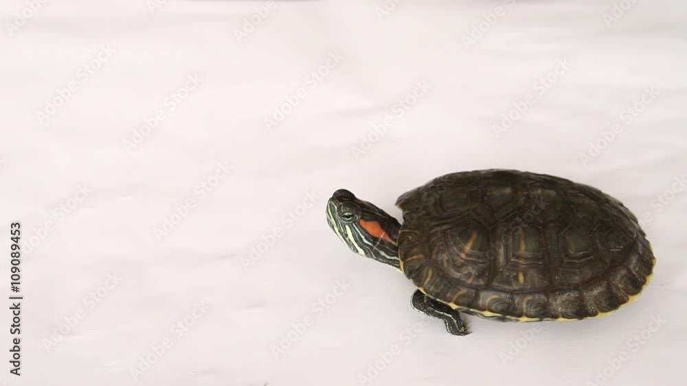 turtle walking Stock Video | Adobe Stock