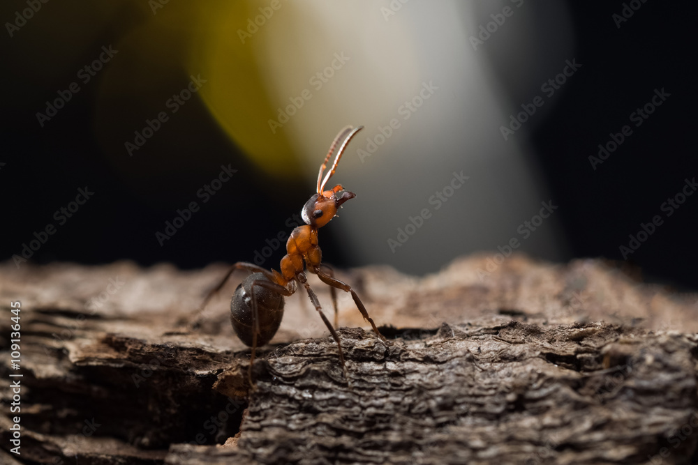 Ant red, forest. Background black. A ray of light Stock Photo | Adobe Stock