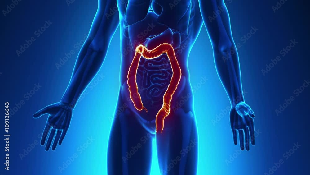 Colon Male Anatomy - X-ray scan Stock-Video | Adobe Stock