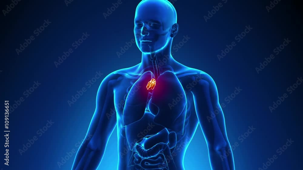 Thymus Male Anatomy - X-ray scan Stock Video | Adobe Stock