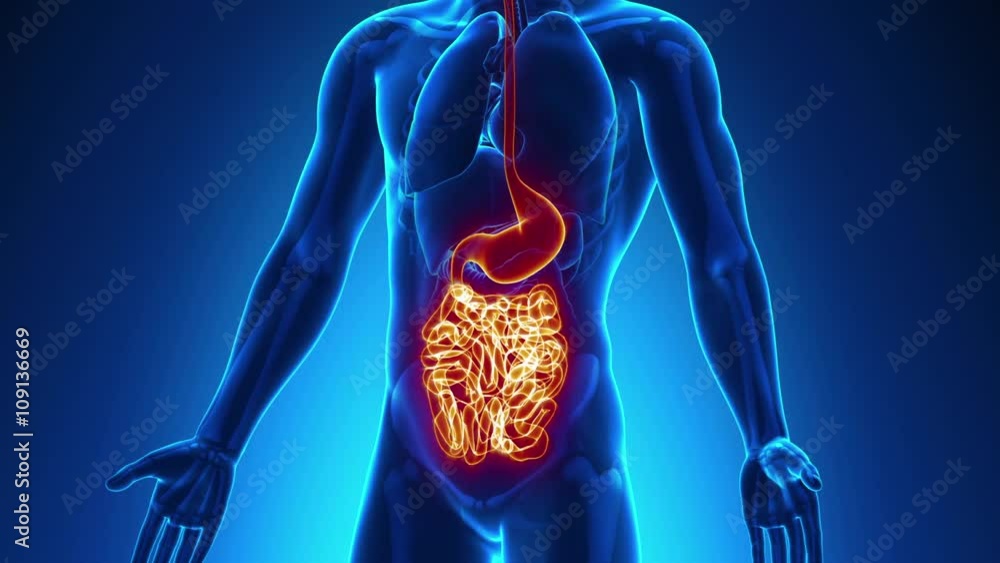 Stomach Guts Male Anatomy - X-ray scan Stock Video | Adobe Stock