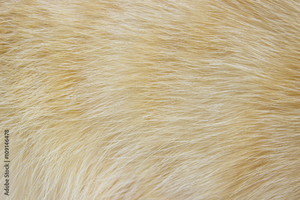 animal skin a cat pattern background Stock Photo | Adobe Stock