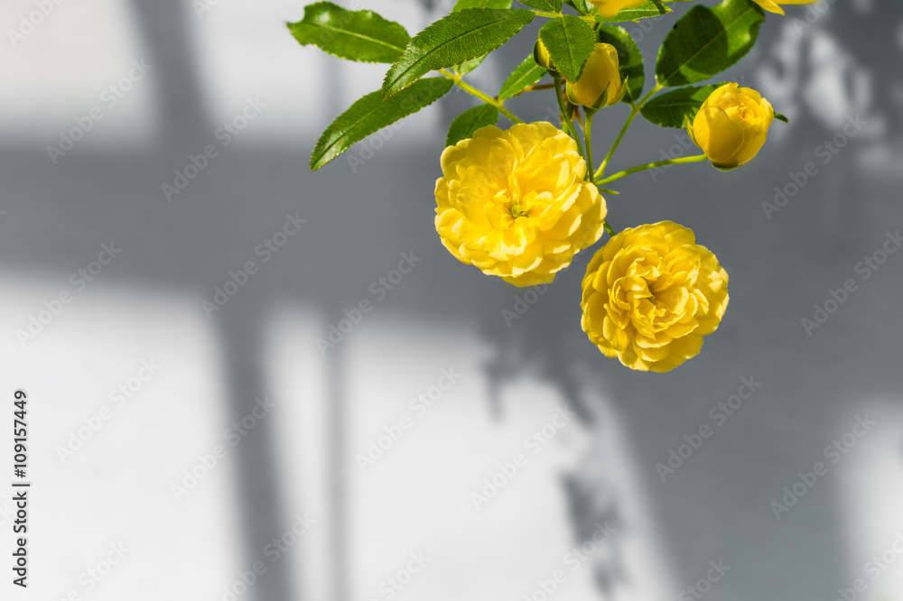 Lady Banks' roses (Rosa Banksiae Lutea) over uniform background Stock ...
