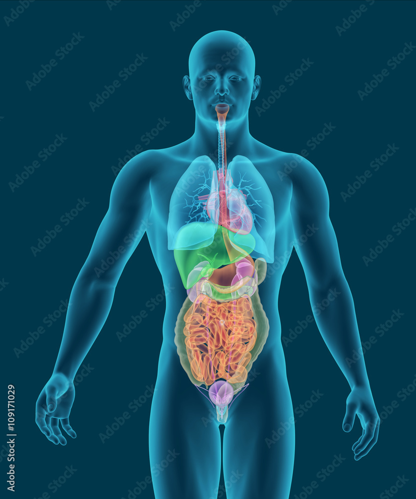 picture of a man with a visible internal organs 3d render Stock ...