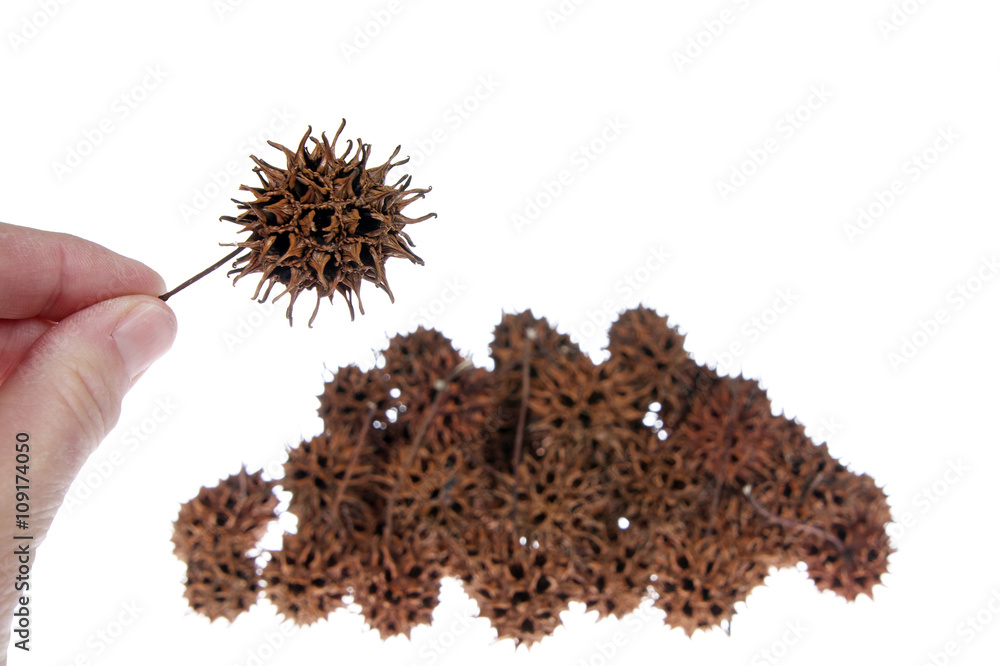 Stockfoto Sweet gum tree seed pod from Liquidambar styraciflua ...
