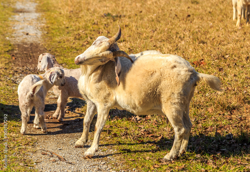 Goat Back Scratch: A picture of an off-white Horned Nubian Goat ...