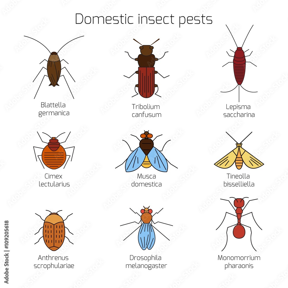 Set of domestic insect pests pests. Thin line symbols of bug ...
