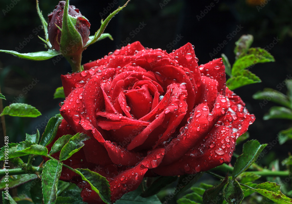 Garden red rose with dew drops Stock Photo | Adobe Stock