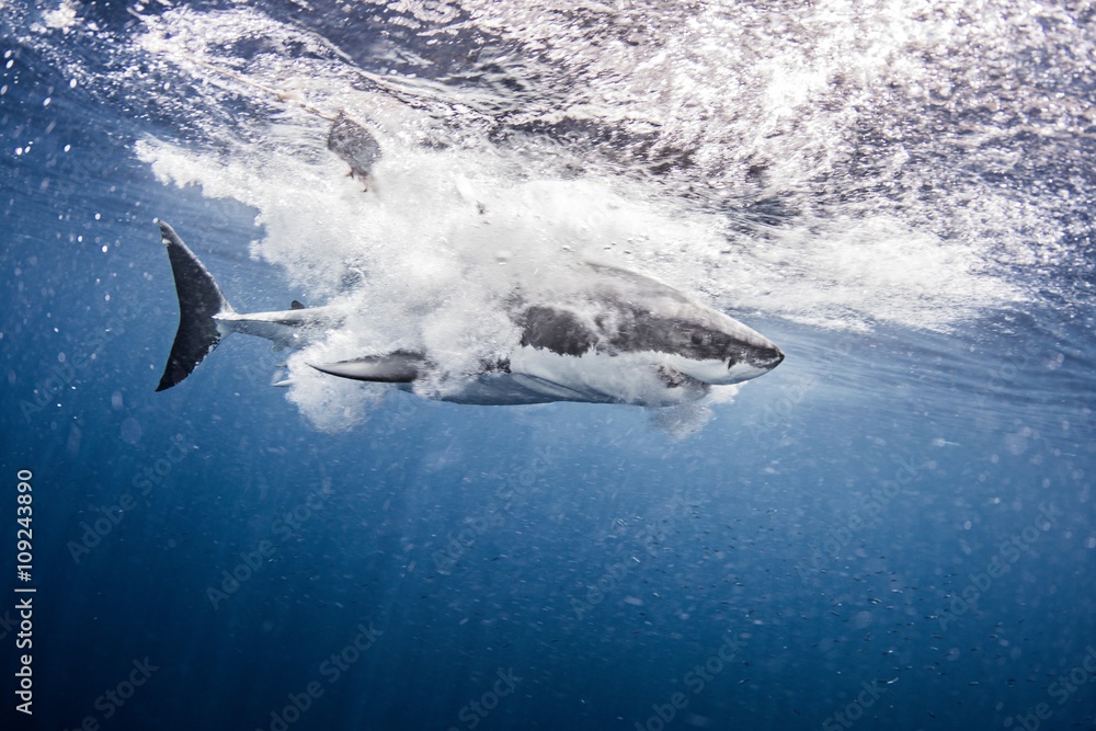 Underwater side view of great white shark splashing in ocean Stock ...