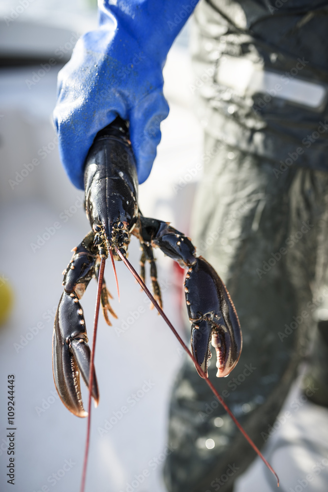 Person holding lobster Stock Photo | Adobe Stock