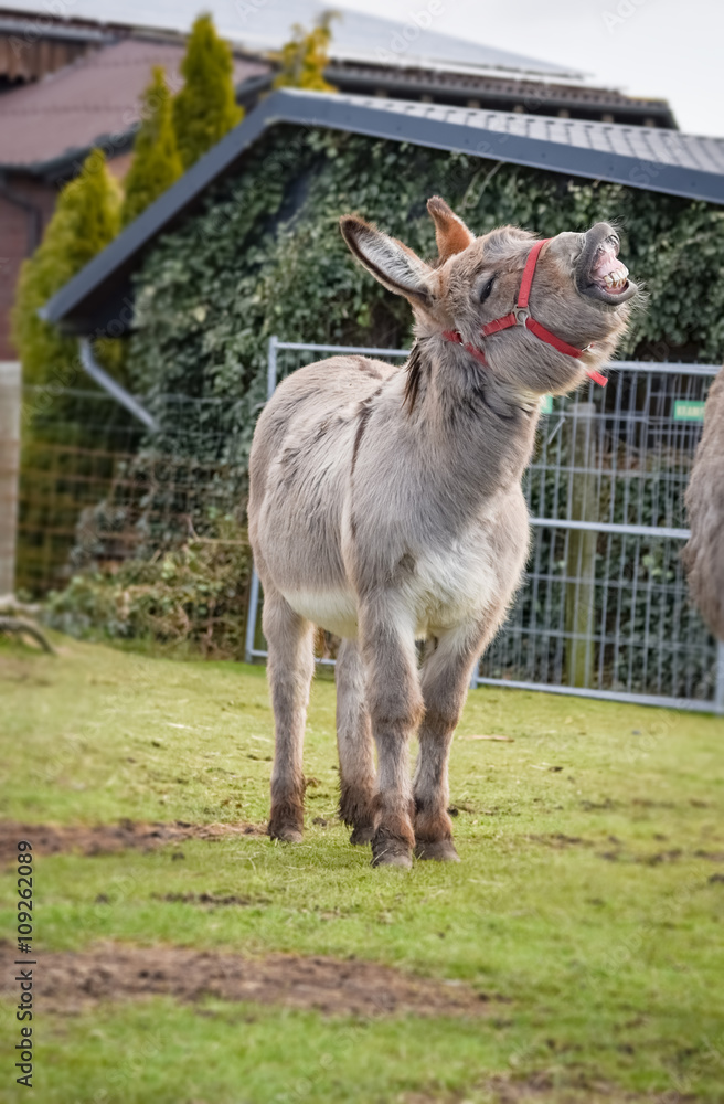 Lachender Esel, Hochformat Stock Photo | Adobe Stock