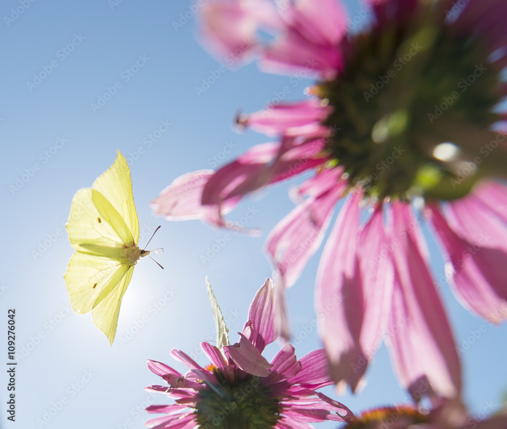 Butterfly near flowers Stock Photo | Adobe Stock