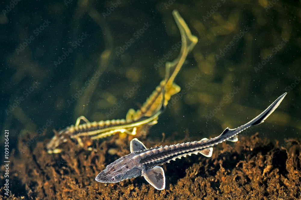 Three young Russian sturgeon in the Volga River wildlife. Stock Photo ...