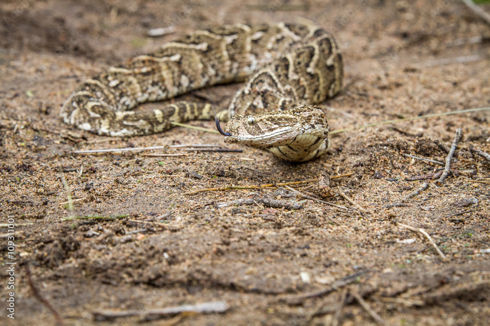 Puff adder on the ground. Stock Photo | Adobe Stock