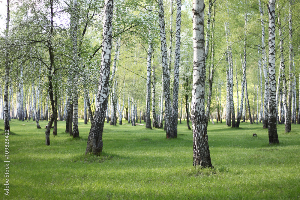Birch Trees In Spring