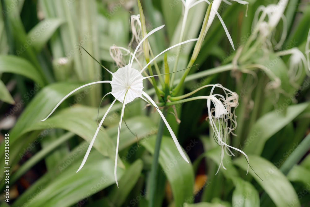 Spider lily / Spider lily or Crinum lily (Hymenocallis littoralis ...