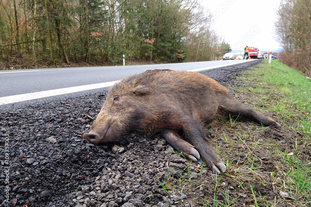 Car accident with wild boar on the road. Overpopulation of wild boars ...