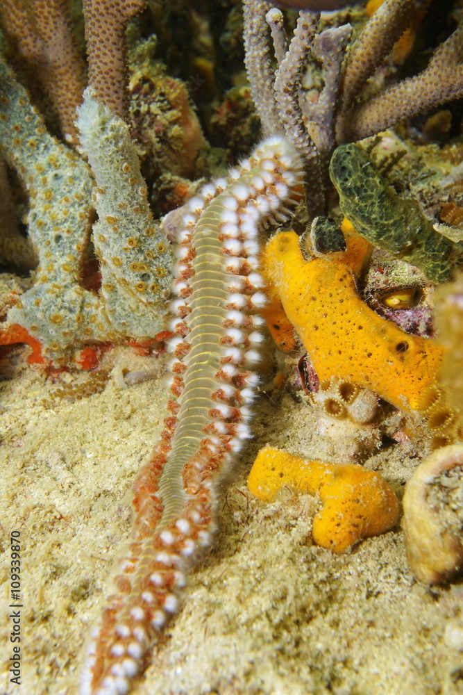 A bearded fireworm, marine bristleworm, Hermodice carunculata ...