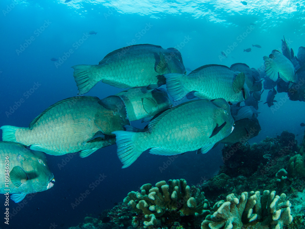 Bump head Parrot fish Stock Photo | Adobe Stock