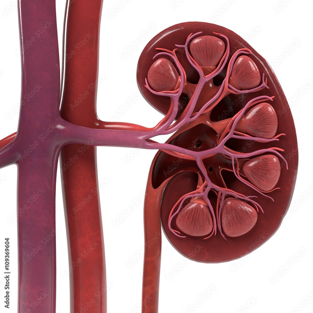 3d renderings of urinary system Stock Illustration | Adobe Stock