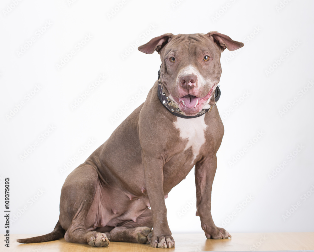 Pitbull dog full body on white background Stock Photo | Adobe Stock