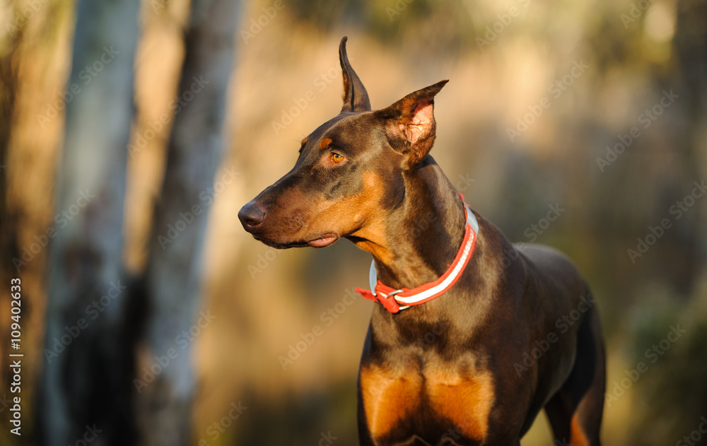 Doberman Ear Cropping Types