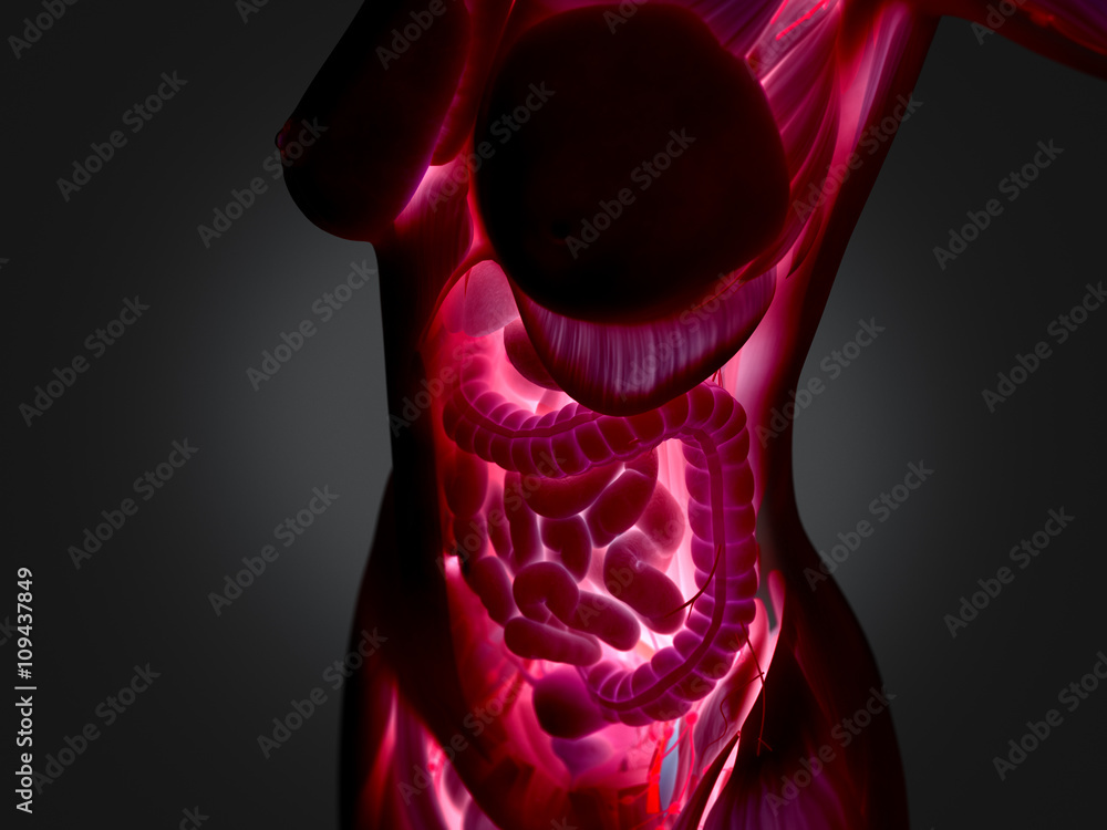 Female human anatomy, torso showing intestines. 3D Illustration. Stock ...