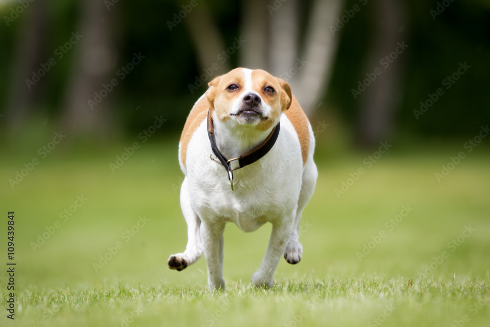Danish Swedish farm dog outdoors in nature Stock Photo | Adobe Stock