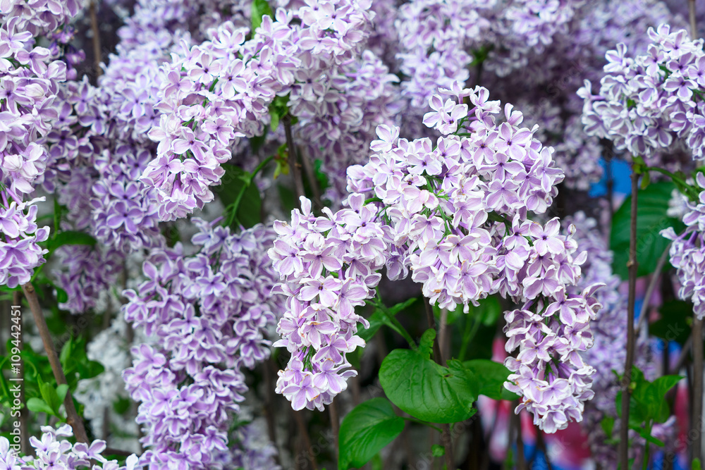 Lilac blooming tree Stock Photo | Adobe Stock