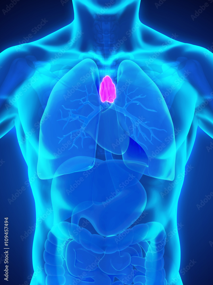 Human Thymus Anatomy Illustration. 3D render Stock Illustration | Adobe ...