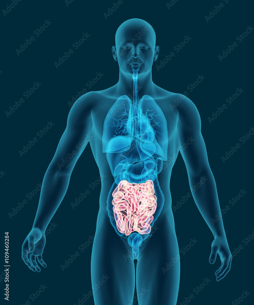 X-ray picture of human small intestine visible 3d illustration Stock ...