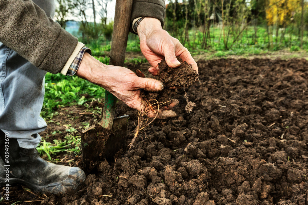 Soil cultivation in the Vegetable Garden Stock Photo | Adobe Stock