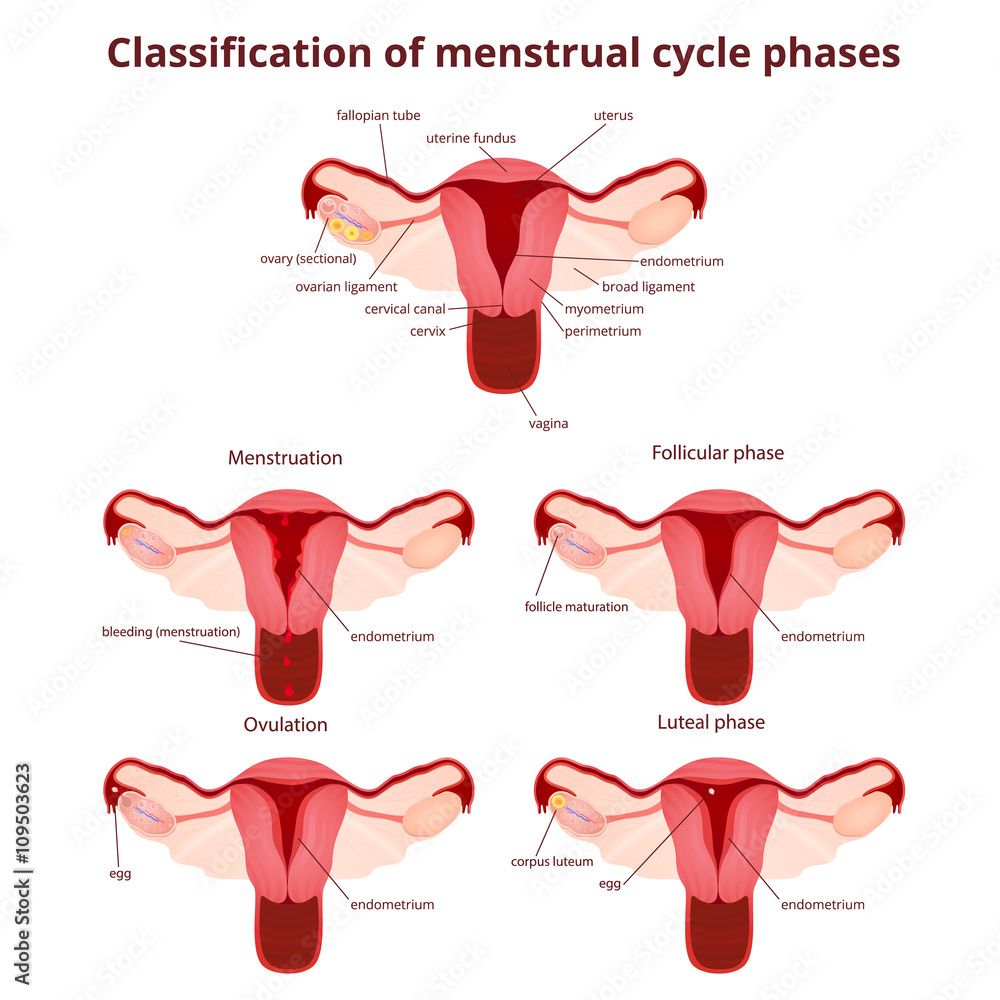 Female Reproductive System Stock Vector Adobe Stock