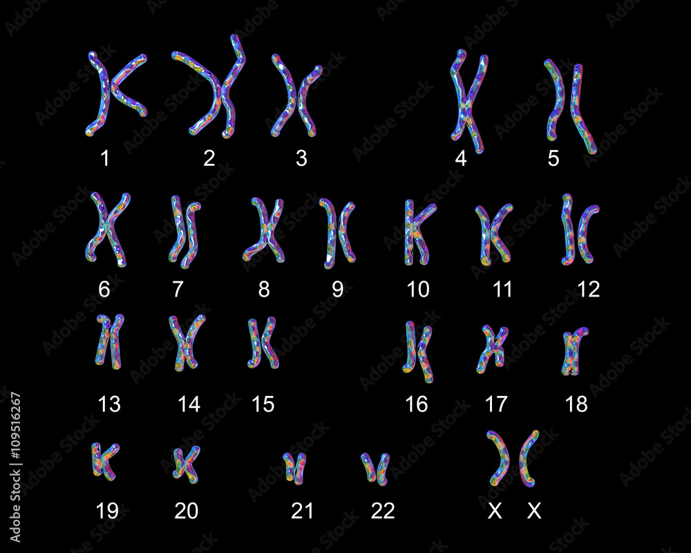 Normal human female karyotype, labeled. 3D illustration Stock ...