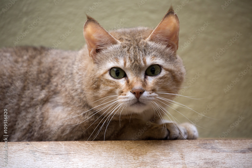 Poster Arabian wildcat, Felis silvestris Gordon, is a rare subspecies ...