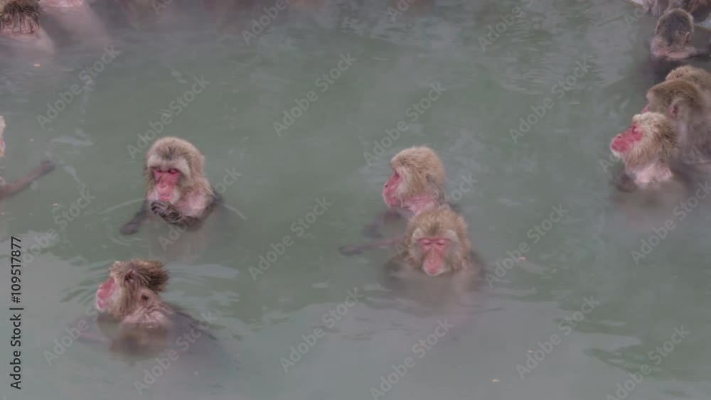 Troop of Japanese Macaque Snow Monkeys Bathing in an Onsen Hotspring ...