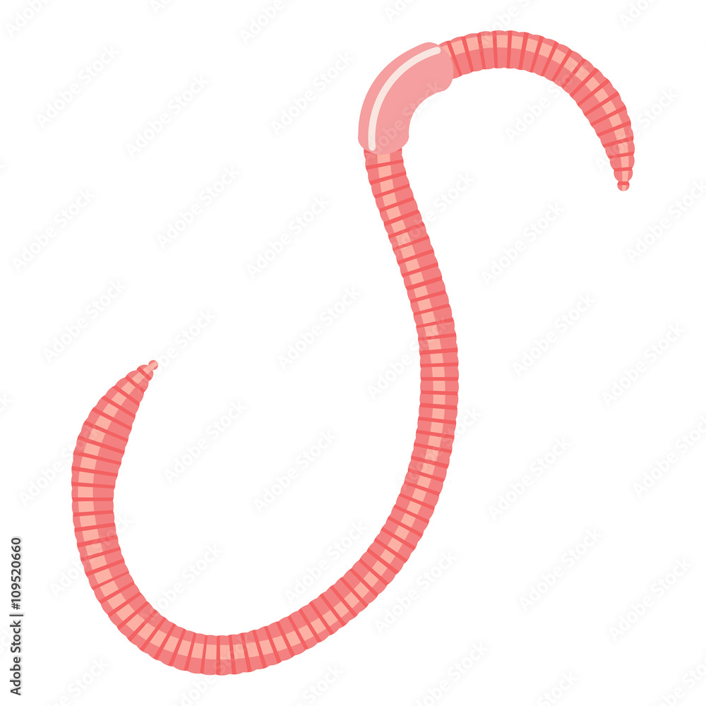 Earthworm vector illustration isolated on a white background Stock ...