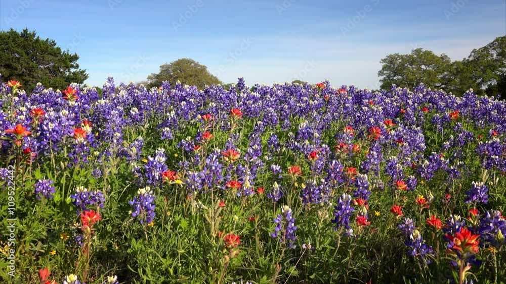 Field of spring wildflowers bloom in central Texas hill country Stock ...