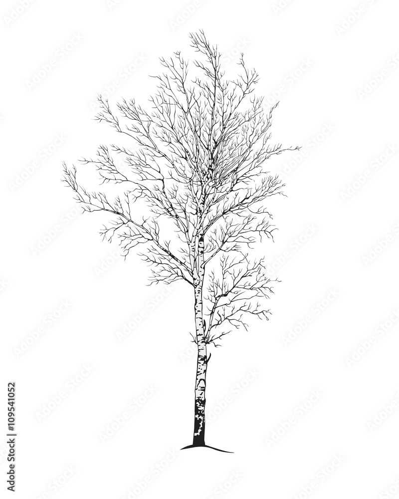 birch tree silhouette Stock Vector | Adobe Stock