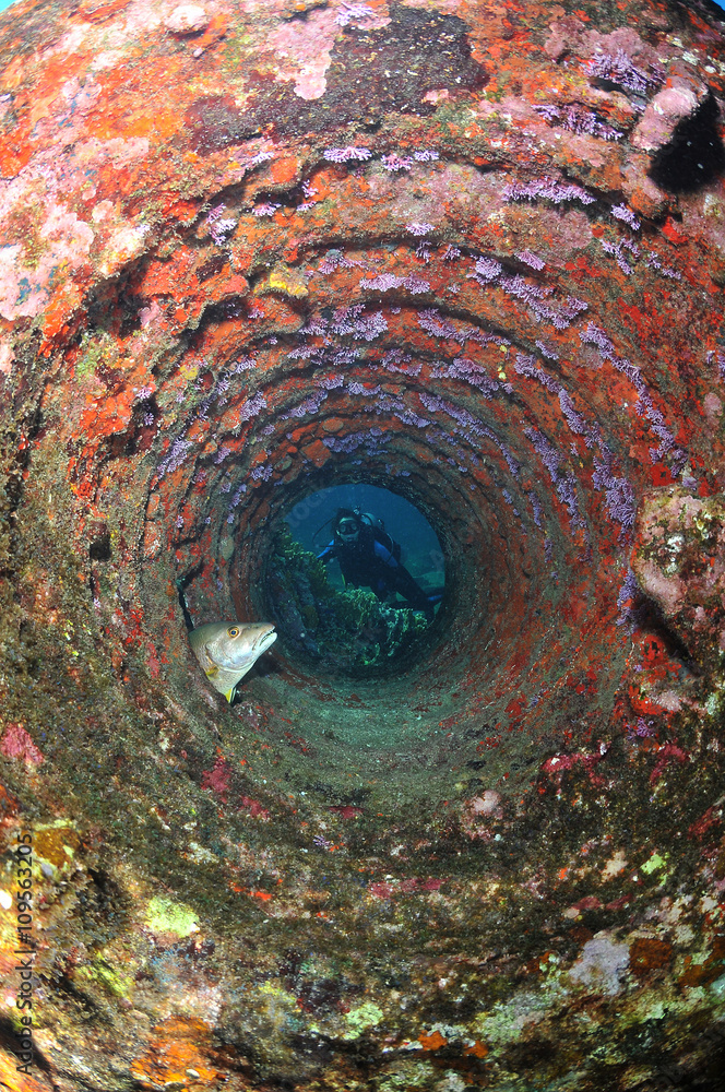 Scuba diving looking through tube in wreckage at resting snapper fish ...