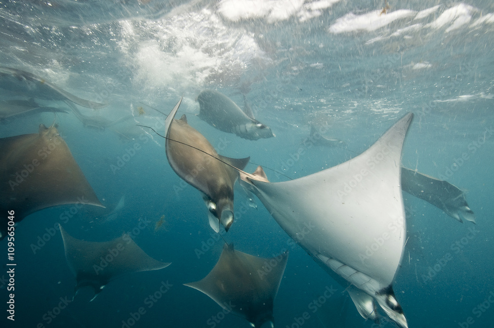 Underwater view of mobula rays gathering for migration around the ...