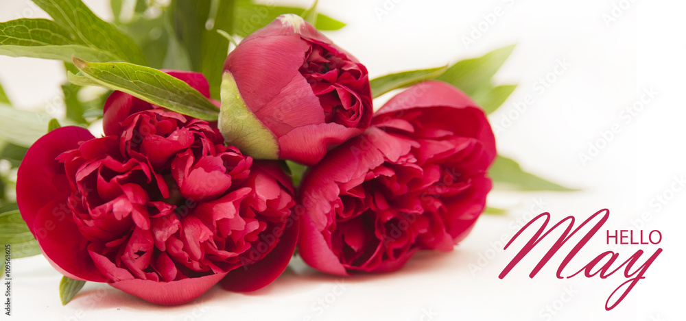 Hello May wallpaper with red peonies on white background Stock Photo ...