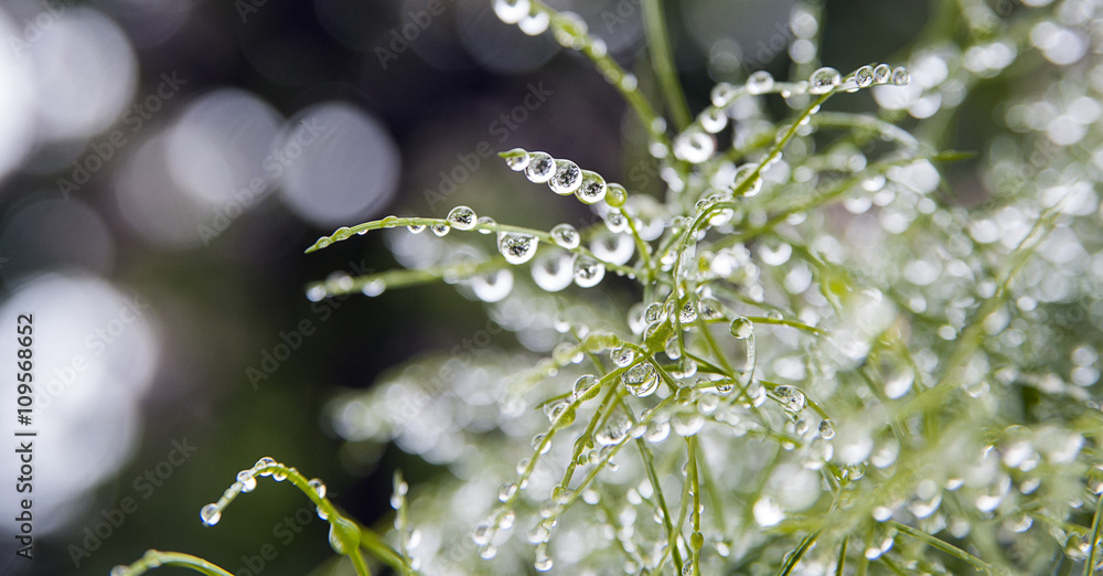Plant full of rain drops in garden. wonderful macro photography with ...