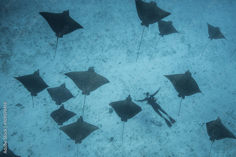 Underwater overhead view of spotted eagle rays and scuba diver casting ...