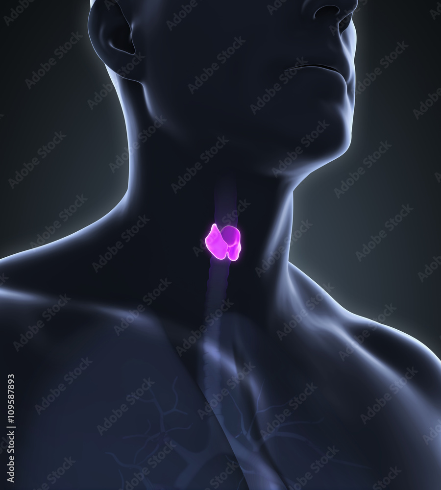 Human Thyroid Gland Anatomy Illustration. 3D render Stock Illustration ...