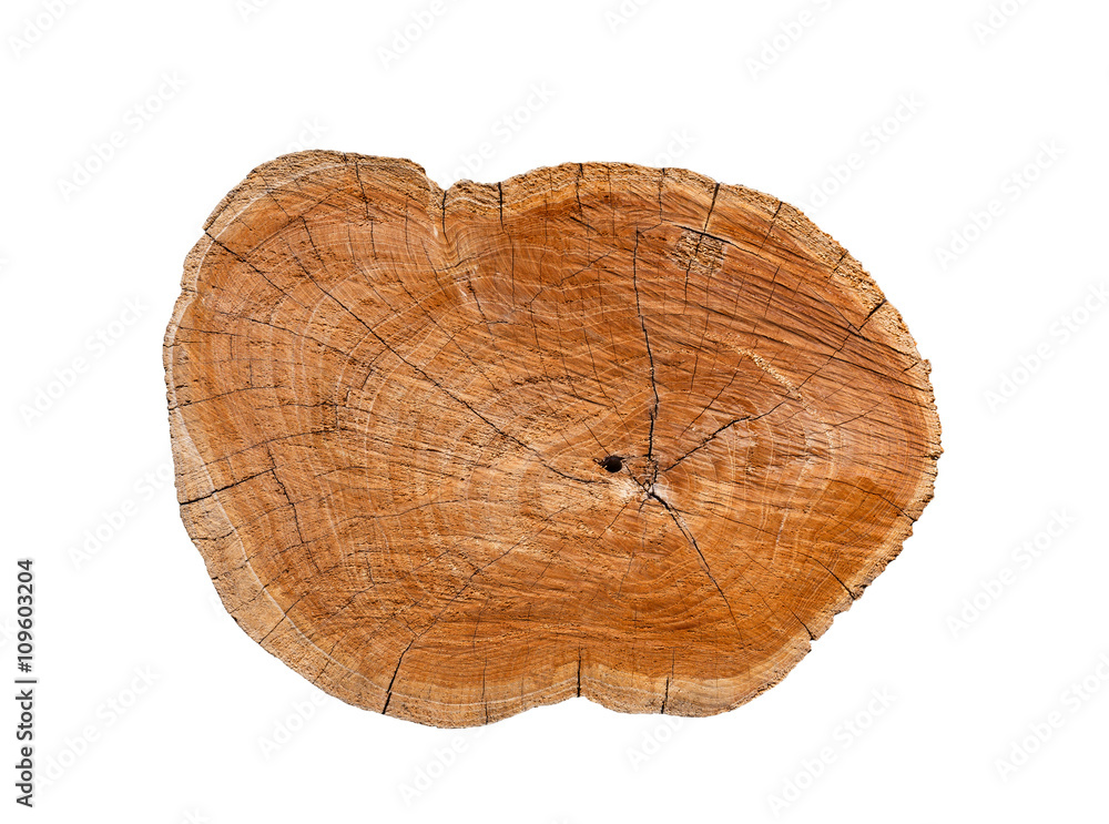 Isolated log stump and cross section texture Stock Photo | Adobe Stock