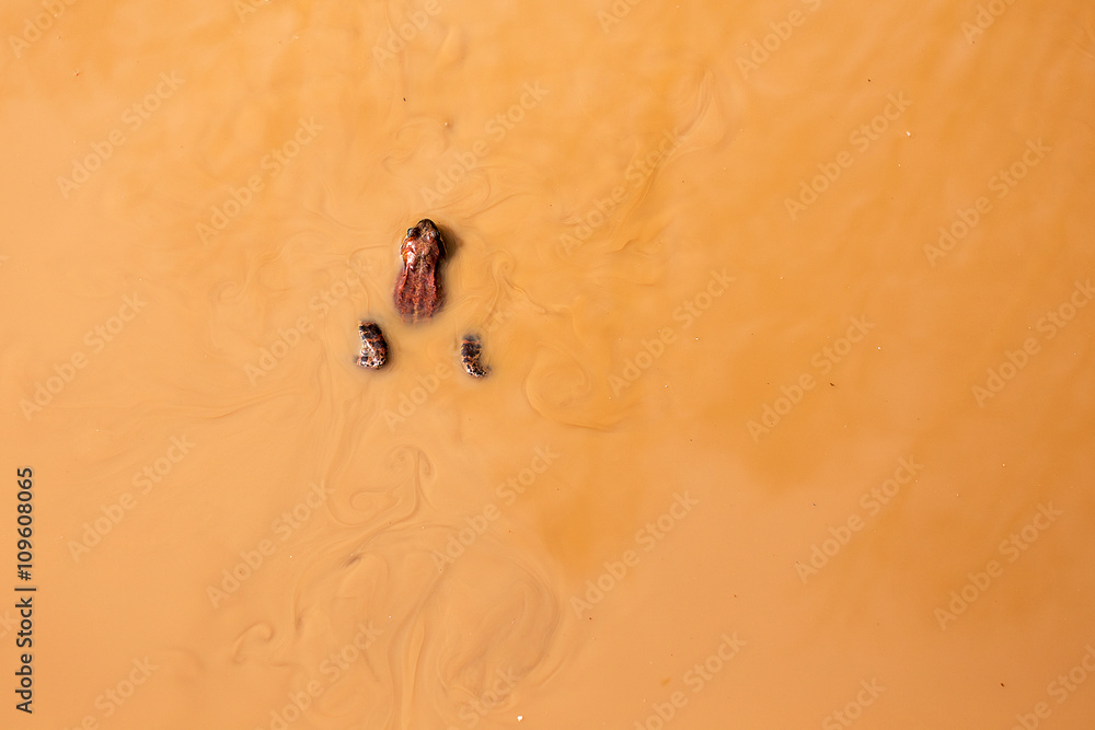 frog in turbid yellow water. one frog floating in yellow water. top ...