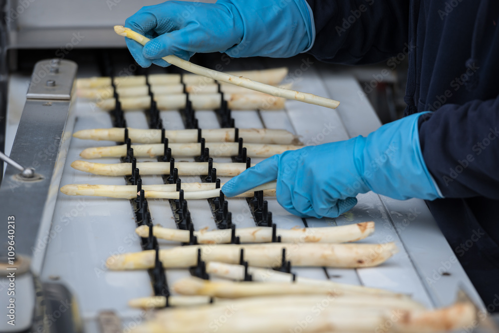 Erntehelfer zur Spargelernte an der Sortieranlage für Spargel Stock ...