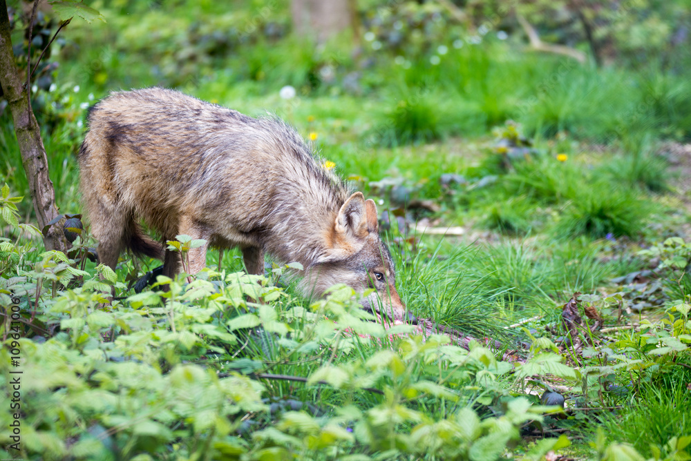 Wolf beim fressen Stock-Foto | Adobe Stock