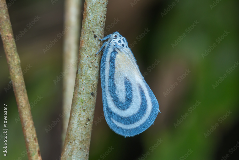 Plant Hopper , Plant hopper adult at night , Close-Up of Plant Hopper ...
